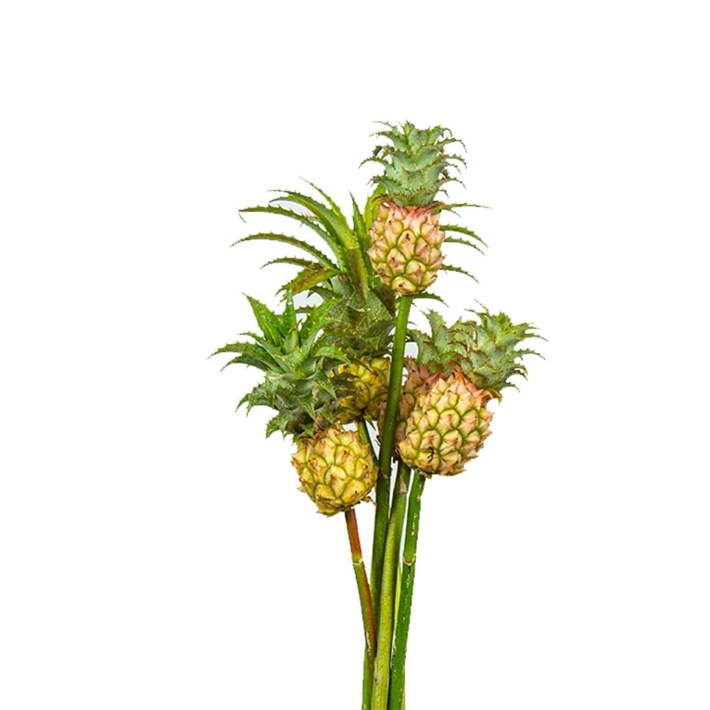 Mini Pineapple Pink 50cm Pack 100 Stems - colombiaflower